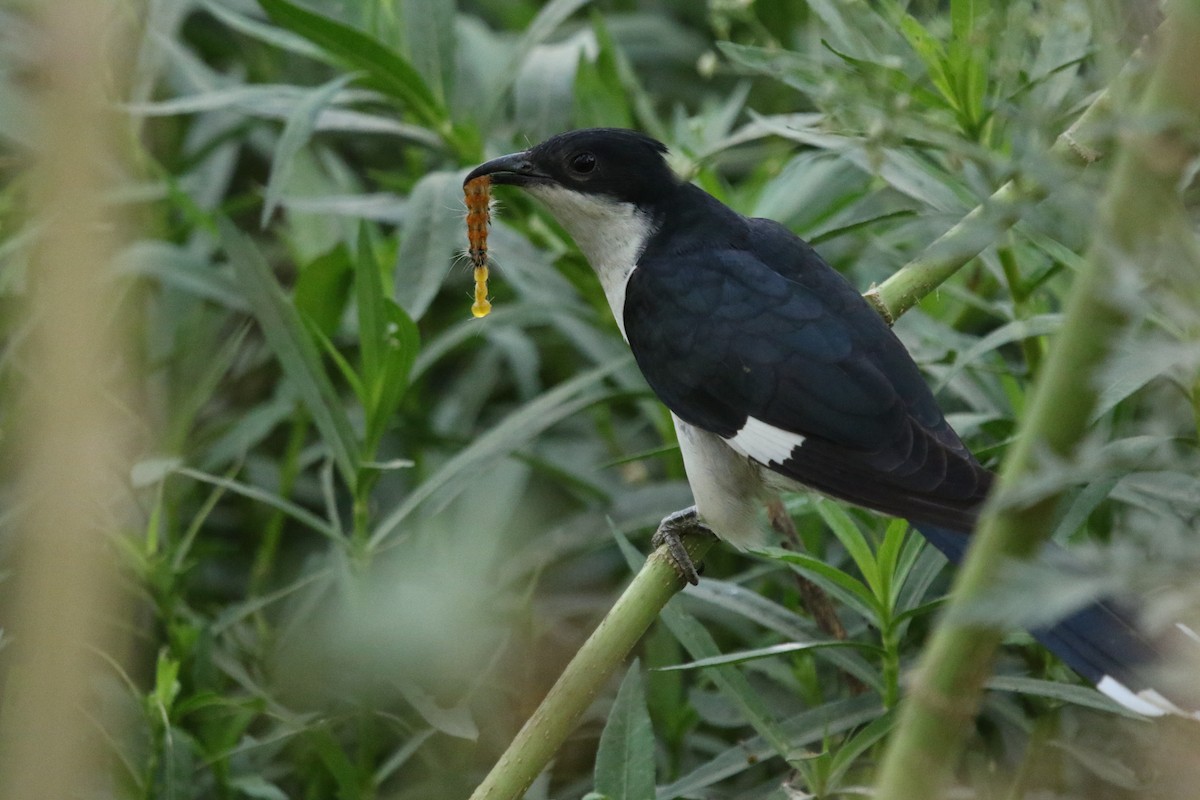 eBird Checklist - 16 Jun 2024 - Mote Majra - 5 species