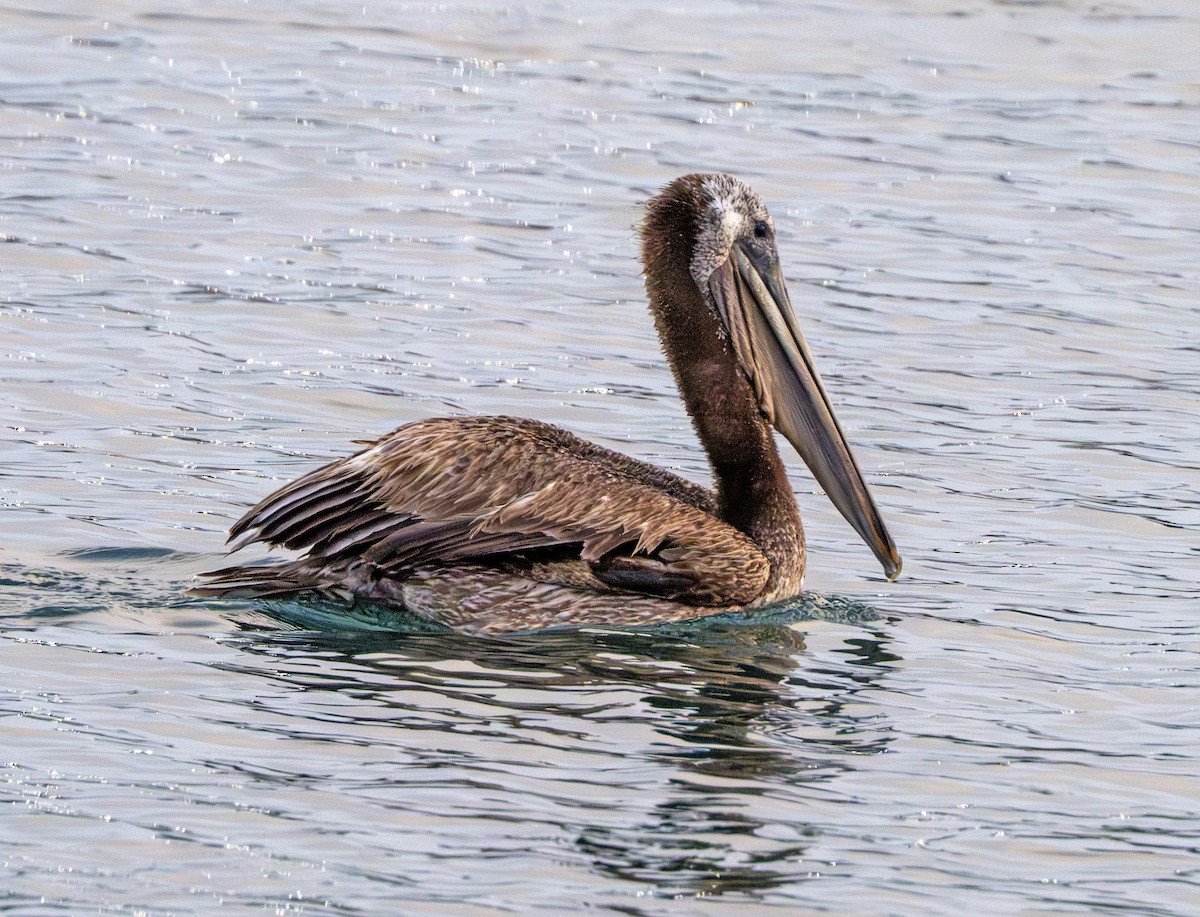 eBird Checklist - 15 Jul 2024 - Yaquina River--SW Jetty Way - 26 ...