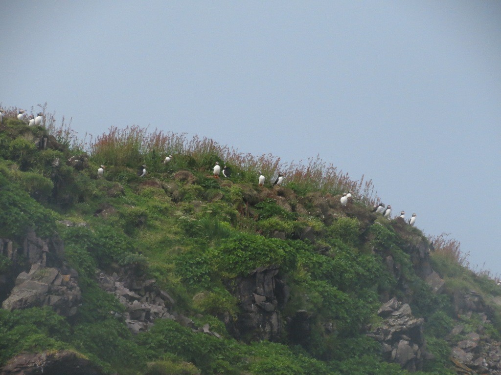 eBird Checklist - 16 Jul 2024 - Trinity Bay--The Coish, Cat Cove and ...