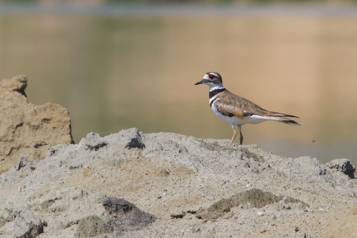 eBird Checklist - 18 Jul 2024 - Bruderheim Natural Areas - 24 species