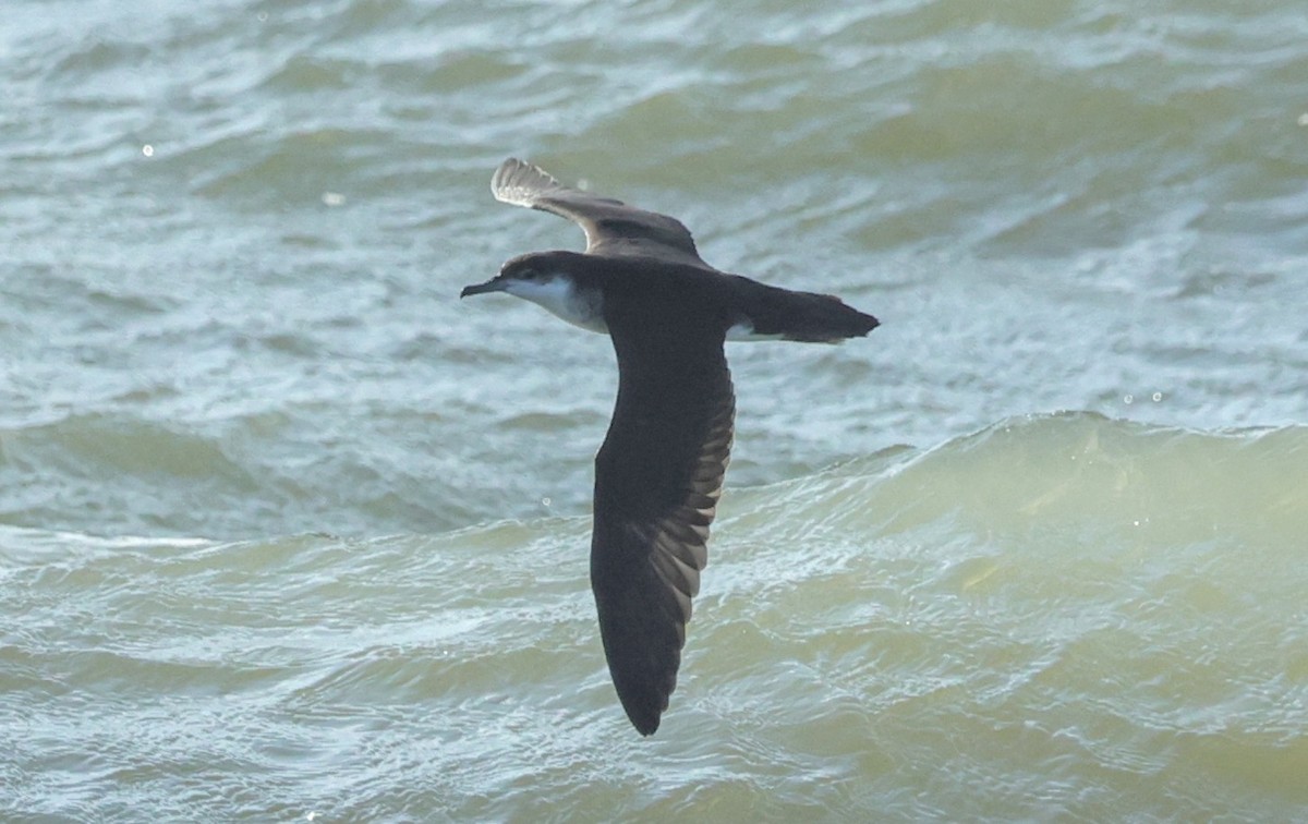 eBird Checklist - 18 Jul 2024 - Long Beach Pier - 1 species