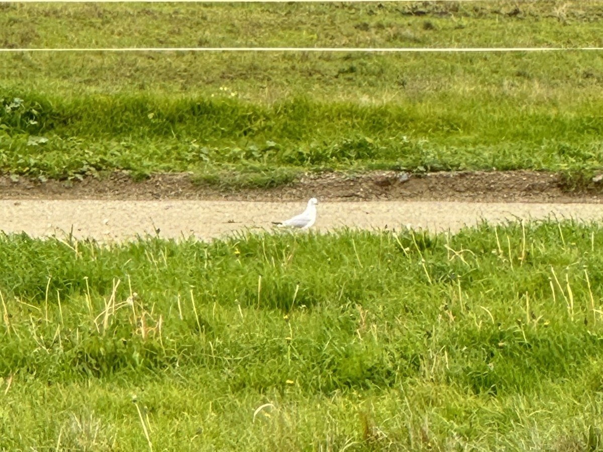 eBird Checklist - 19 Jul 2024 - Yarra Valley Trail, Lilydale to ...