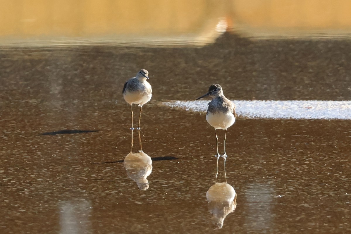 New York Breeding Bird Atlas Checklist - 19 Jul 2024 - Prospect Park ...