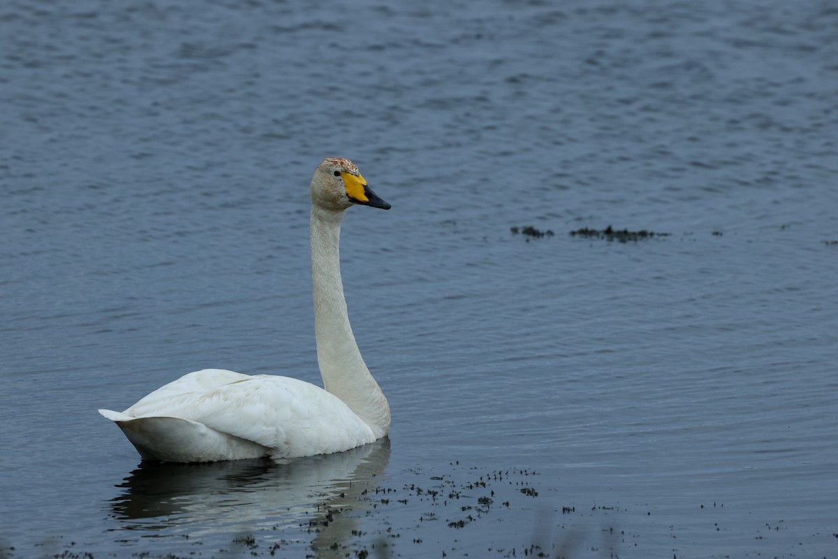 eBird Checklist - 13 Jul 2024 - Mývatn--Neslandavík frá fuglasafni - 15 ...