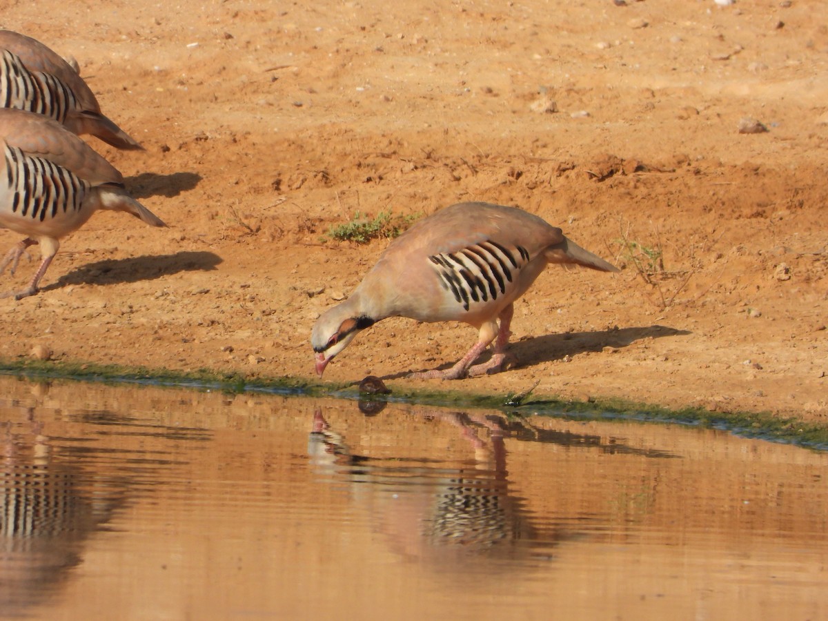 Israel Breeding Bird Atlas Checklist - 18 Jul 2024 - מט"ש חטירה - 15 ...