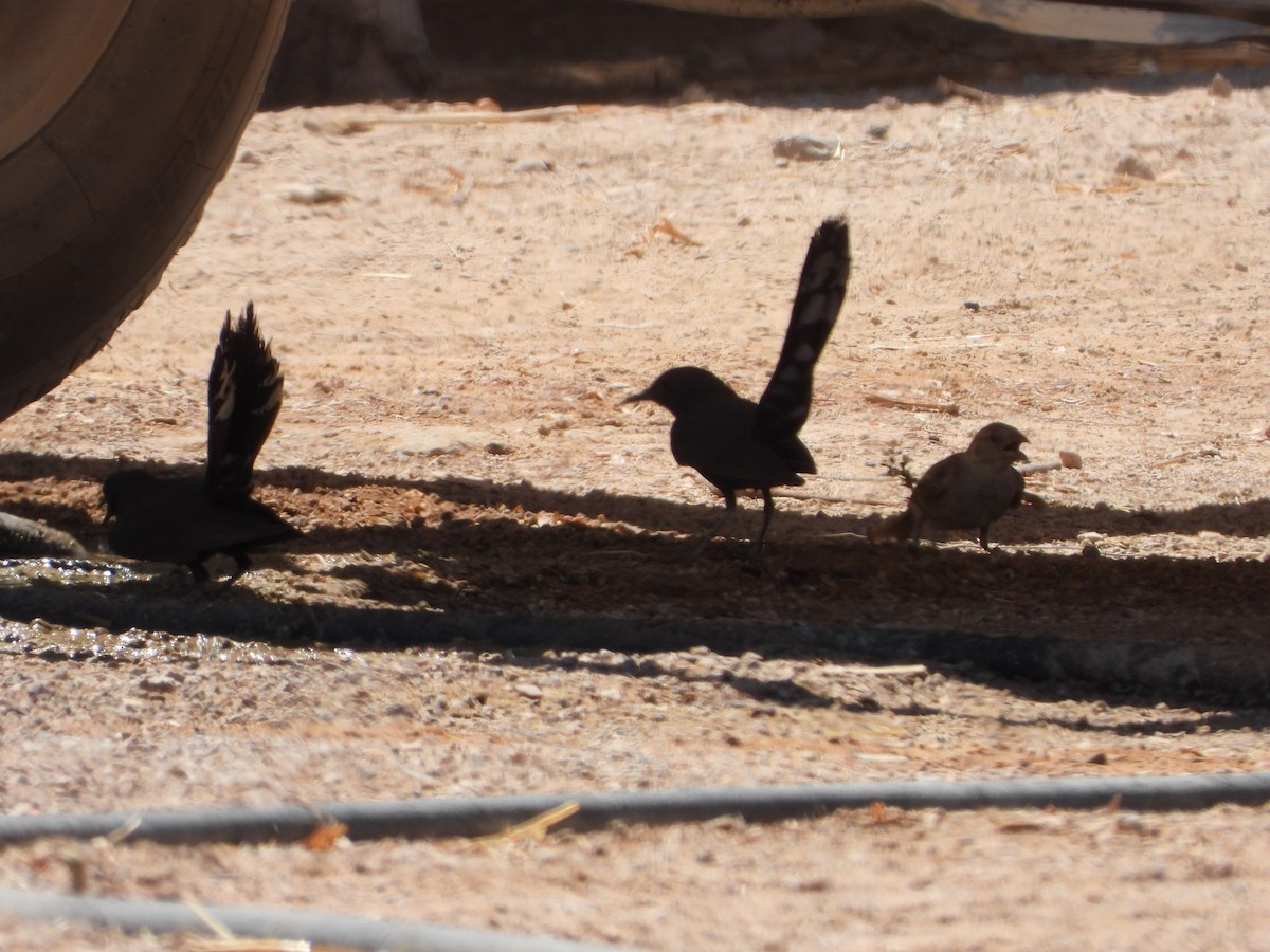 Israel Breeding Bird Atlas Checklist - 18 Jul 2024 - Arava Valley--Hai ...