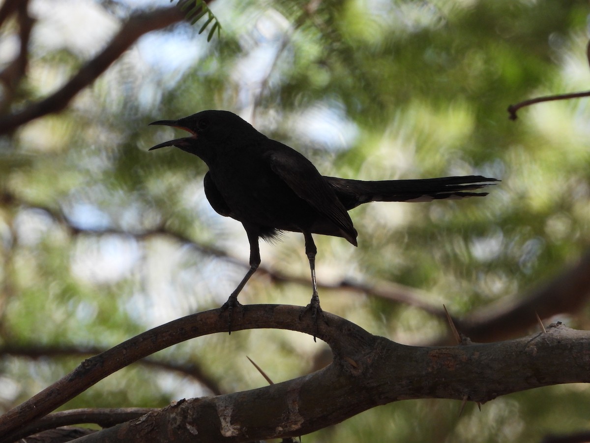 Israel Breeding Bird Atlas Checklist - 18 Jul 2024 - Arava Valley ...