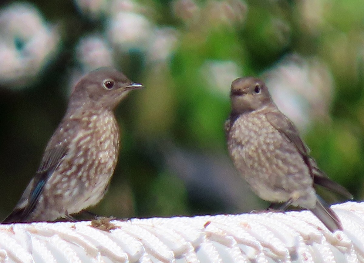 eBird Checklist - 19 Jul 2024 - Rickreall Creek Trail System - 32 species