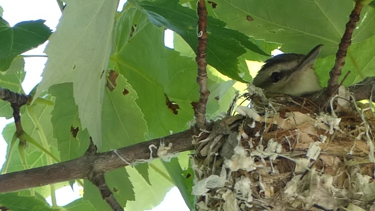 eBird Checklist - 19 Jul 2024 - Dodge Rd. Plymouth,NH - 1 species