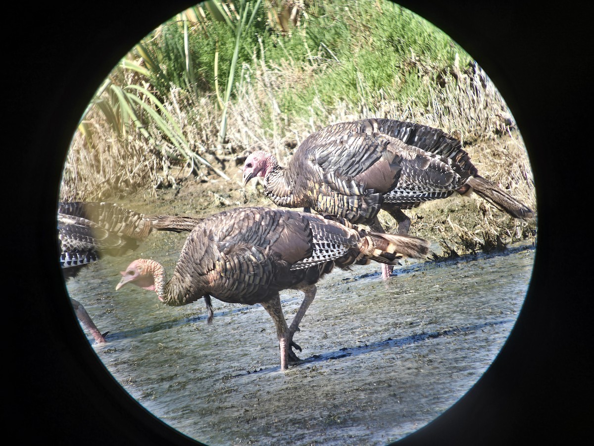 eBird Checklist - 19 Jul 2024 - Coyote Hills Regional Park - 47 species