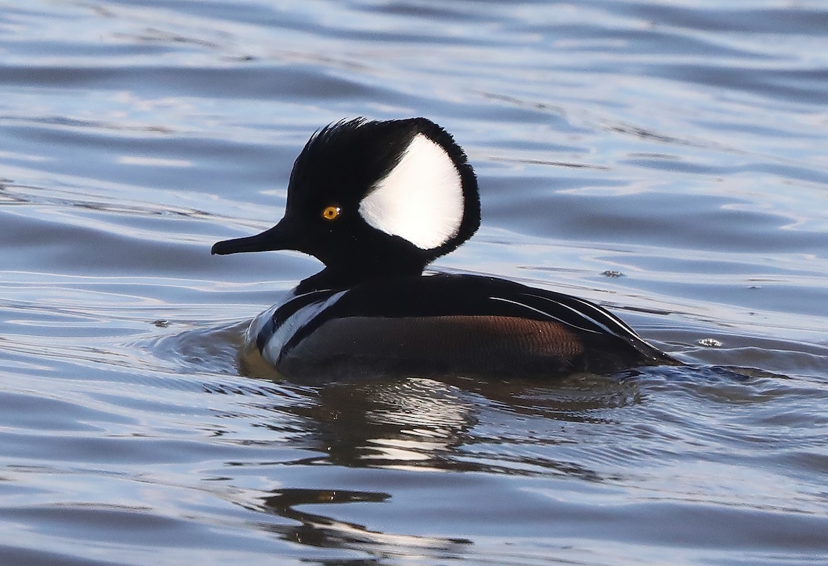 eBird Checklist - 27 Jan 2024 - John Heinz National Wildlife Refuge at Tinicum, Philadelphia US ...