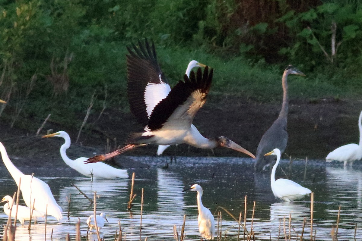 eBird Checklist - 19 Jul 2024 - Dallas Hunting and Fishing Club ...