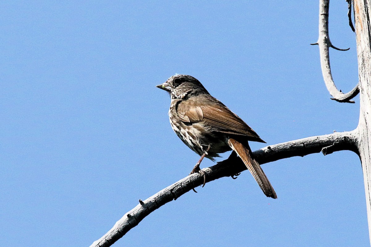 eBird Checklist - 19 Jul 2024 - FS 330-B1 - 15 species