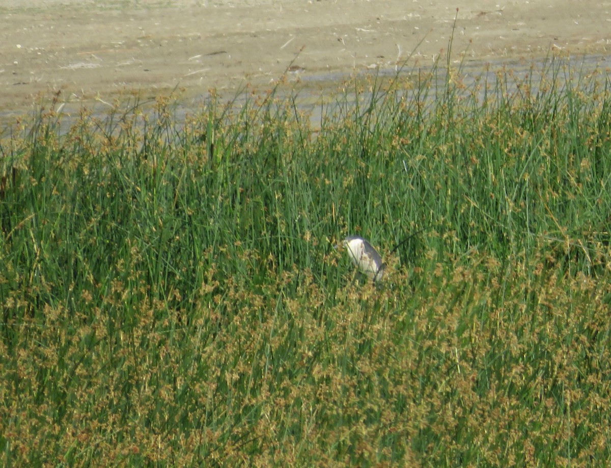 eBird Checklist - 19 Jul 2024 - Hutton Lake NWR - 45 species