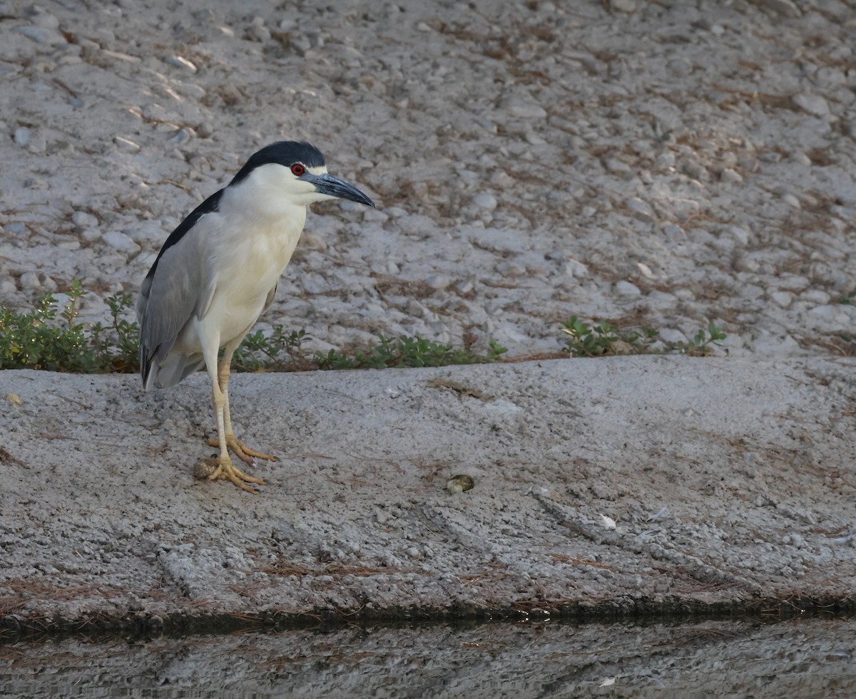 eBird Checklist - 19 Jul 2024 - Calvada Eye Park at Nye County Offices ...