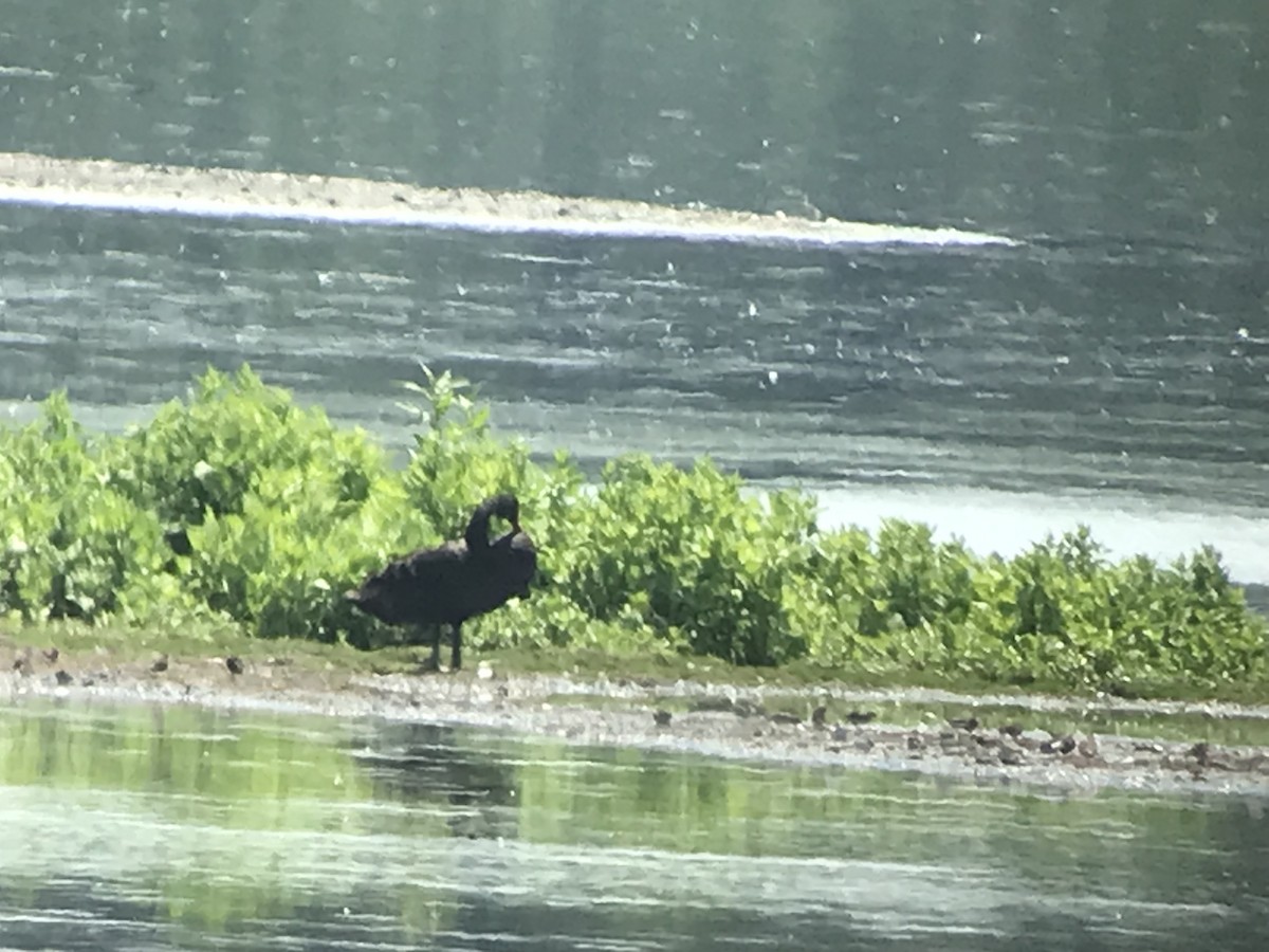 Pennsylvania Bird Atlas Checklist - 19 Jul 2024 - Thousand Acre Marsh - 52 species (+1 other taxa)