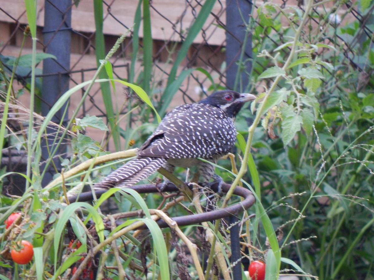 eBird Checklist - 5 Jan 2018 - Home - 1 species