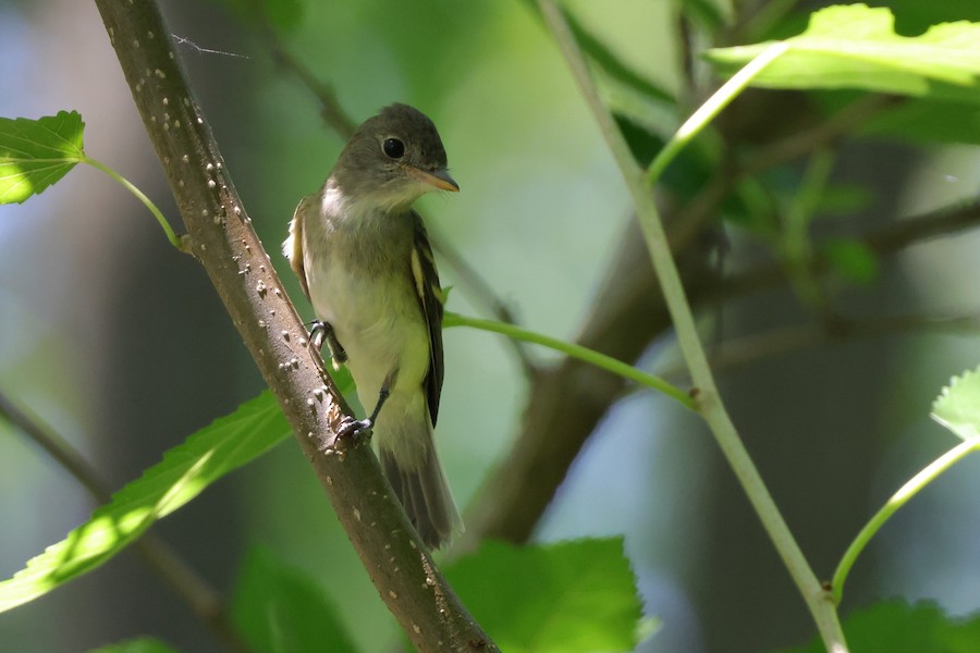 new world flycatcher sp. - eBird