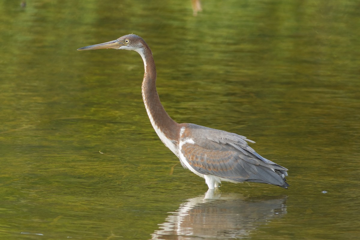 North Carolina Bird Atlas Checklist - 15 Jul 2024 - Fort Macon SP ...