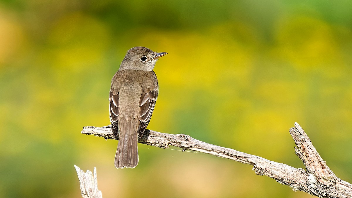eBird Checklist - 20 Jul 2024 - Leaser Lake - 34 species