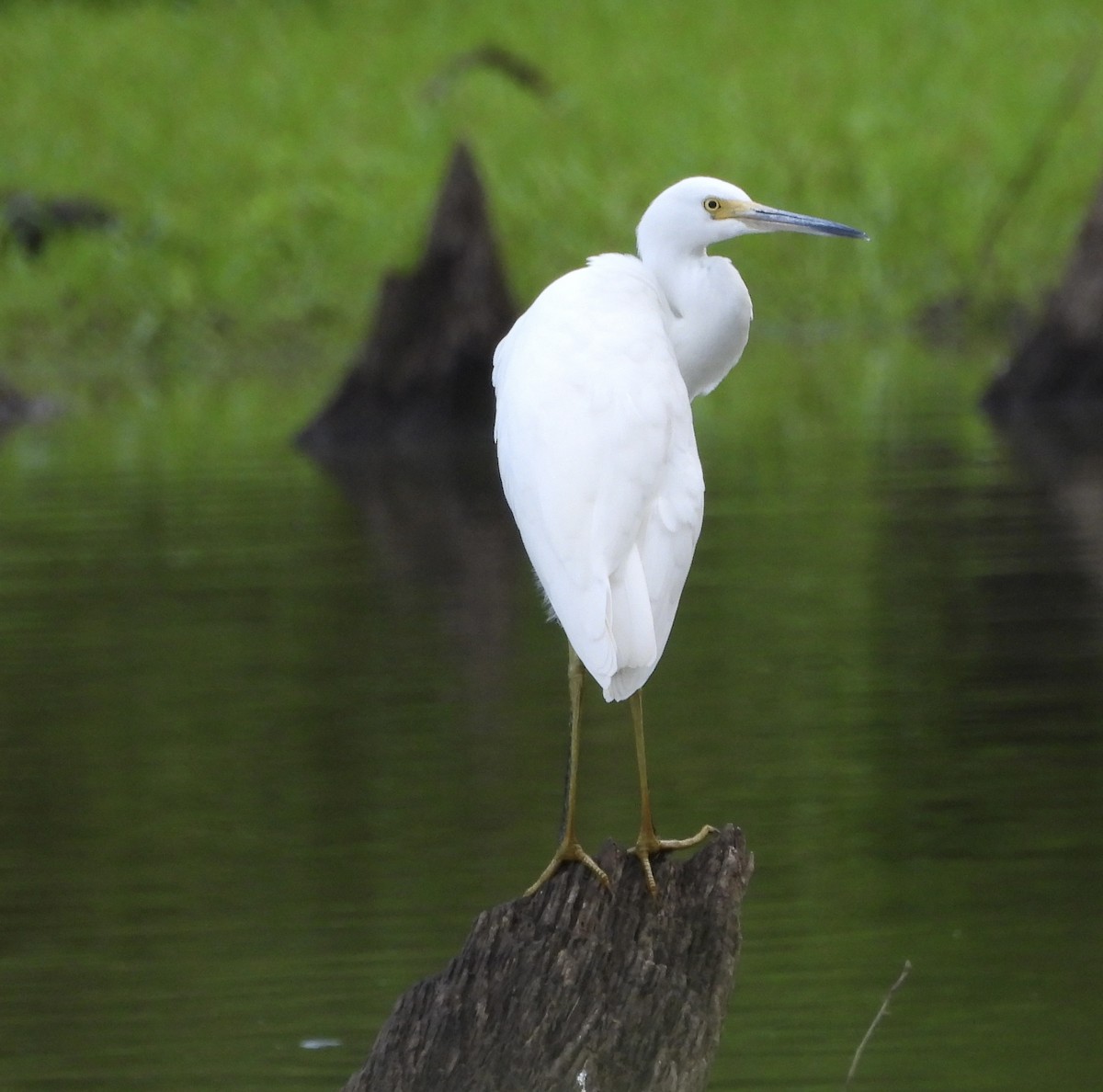 eBird Checklist - 20 Jul 2024 - Jacobson Park--Camp Kearney - 45 species