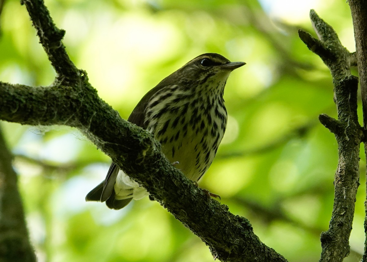 eBird Checklist - 20 Jul 2024 - Tommy Thompson Park - 61 species