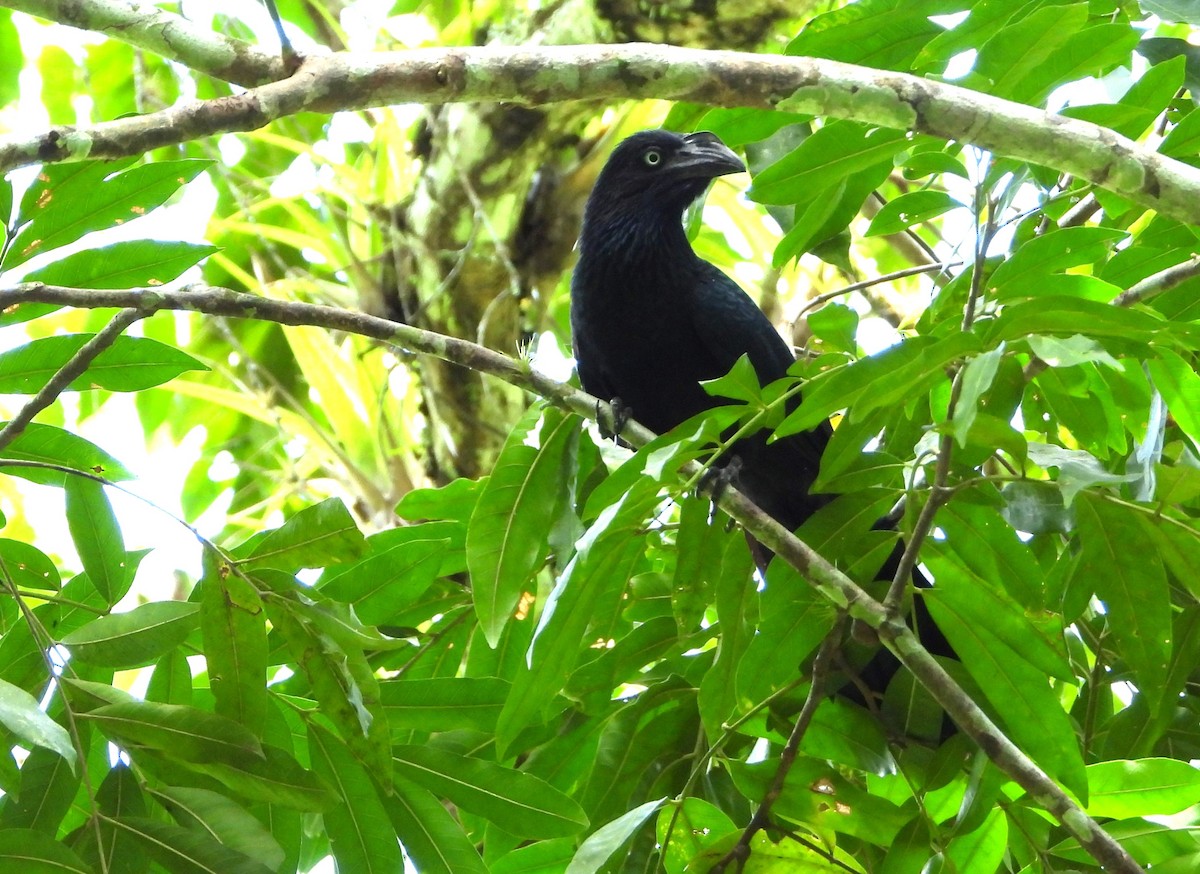 eBird Checklist - 15 Jul 2024 - RN Cañon del Río Claro - 50 species