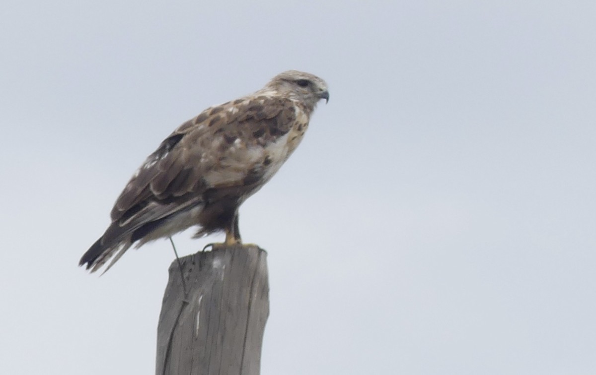eBird Checklist - 20 Jul 2024 - Hustai NP, Argalant, Tuv, MN - 18 species
