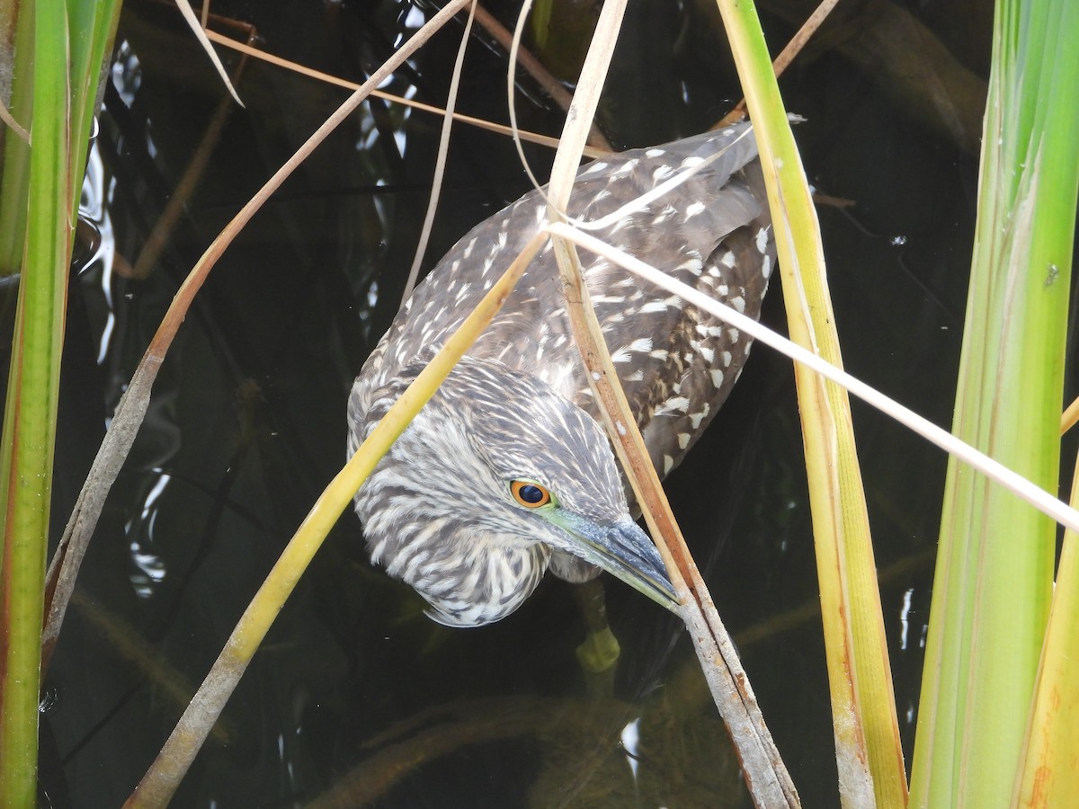 eBird Checklist - 19 Jul 2024 - UCSB North Campus Open Space (formerly ...