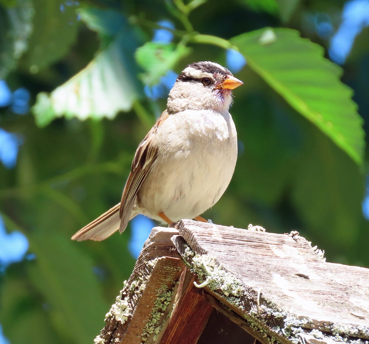 eBird Checklist - 20 Jul 2024 - Elk City Park - 8 species