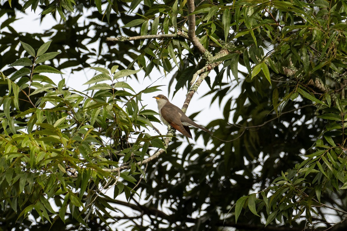 eBird Checklist - 20 Jul 2024 - Cat Island NWR - 41 species (+1 other taxa)
