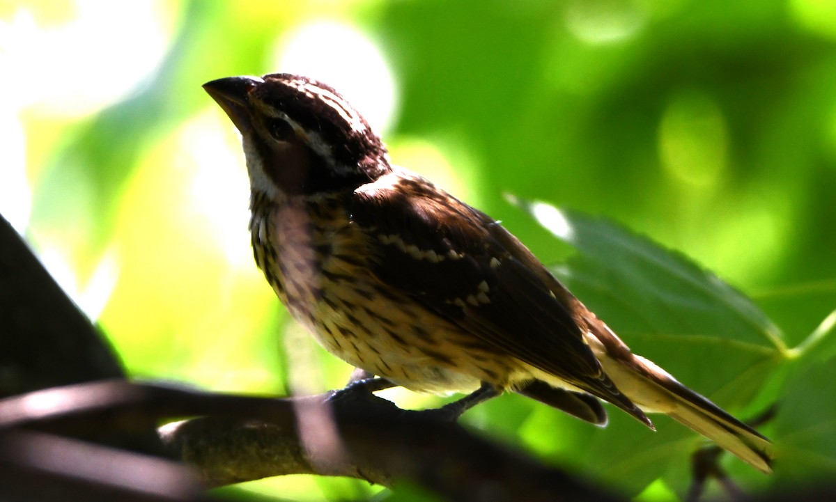 eBird Checklist - 20 Jul 2024 - US-OH-Ontario-3141 Ponderosa Ave - 40 ...