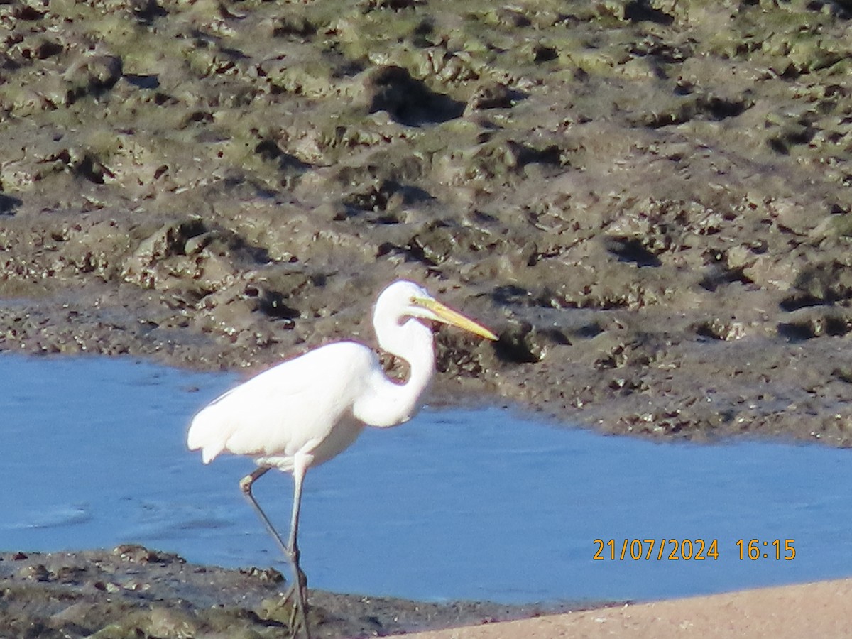 eBird Checklist - 21 Jul 2024 - Royal Harbour Cairns Esplanade. Birds ...