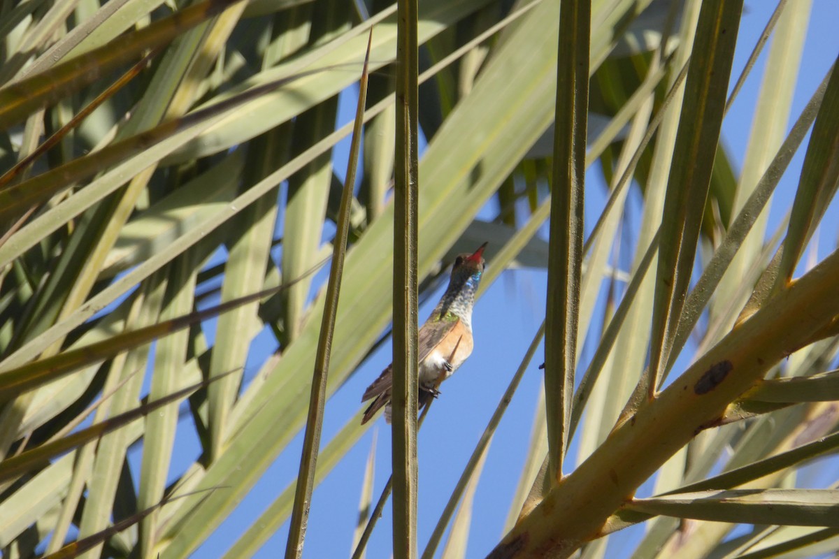 ML621698491 - Amazilia Hummingbird - Macaulay Library