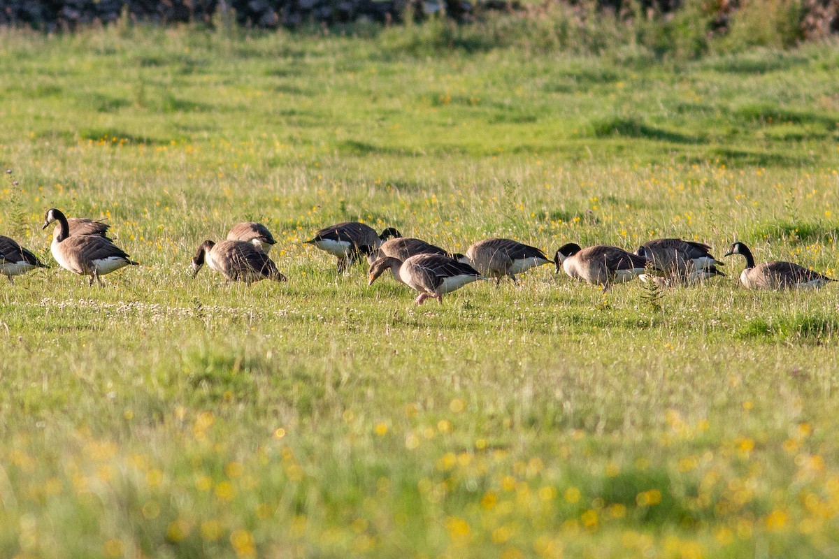 eBird Checklist - 21 Jul 2024 - Dove Holes Quarry (limited access) - 25 ...