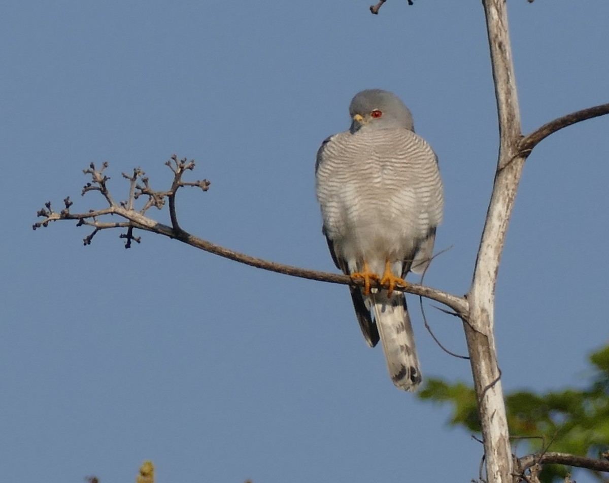eBird Checklist - 21 Jul 2024 - Road to the plot tembwe - 19 species
