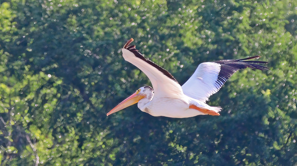 eBird Checklist - 17 Jul 2024 - Lac qui Parle Mission Area - 14 species