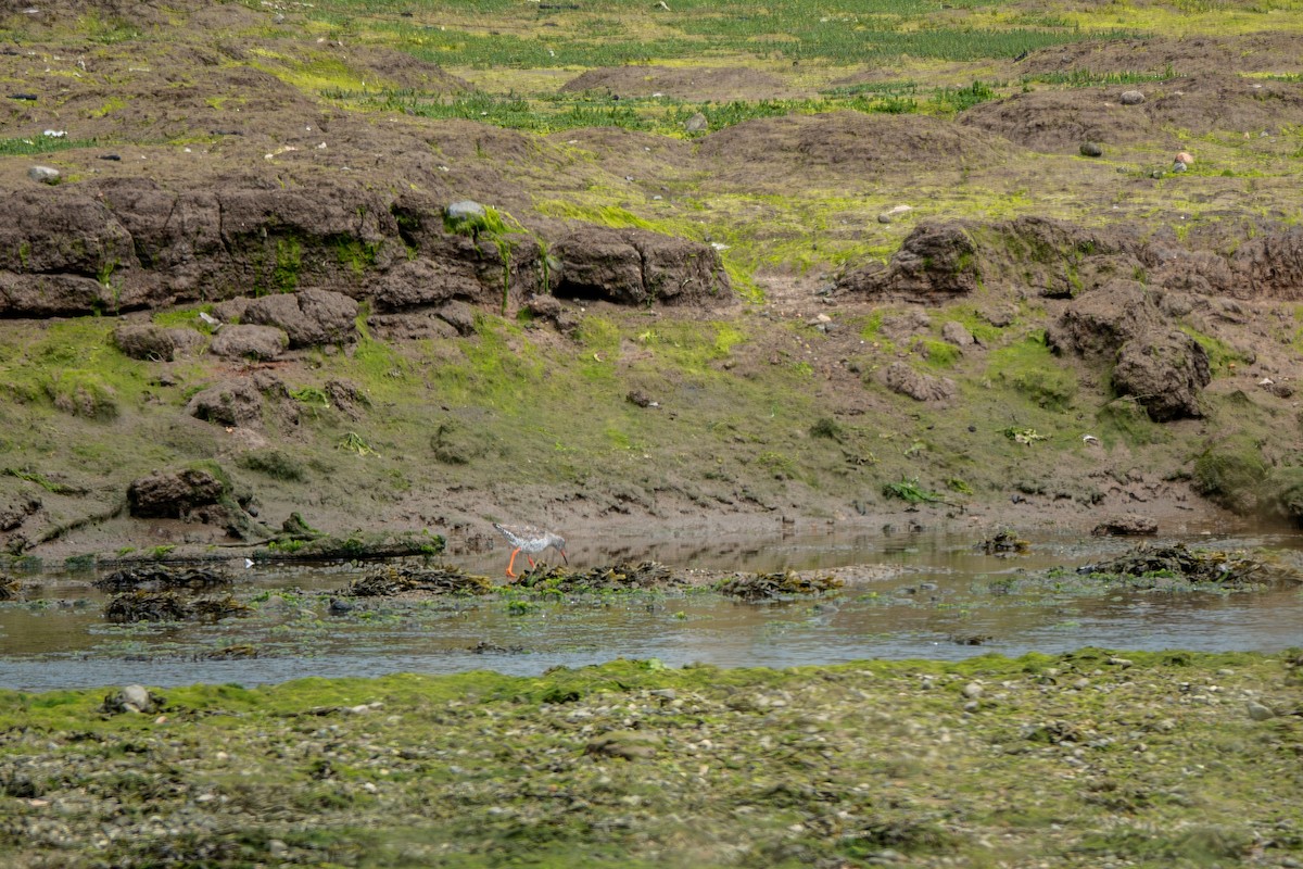 eBird Checklist - 13 Jul 2024 - Udale Bay RSPB Reserve--Hide - 18 ...