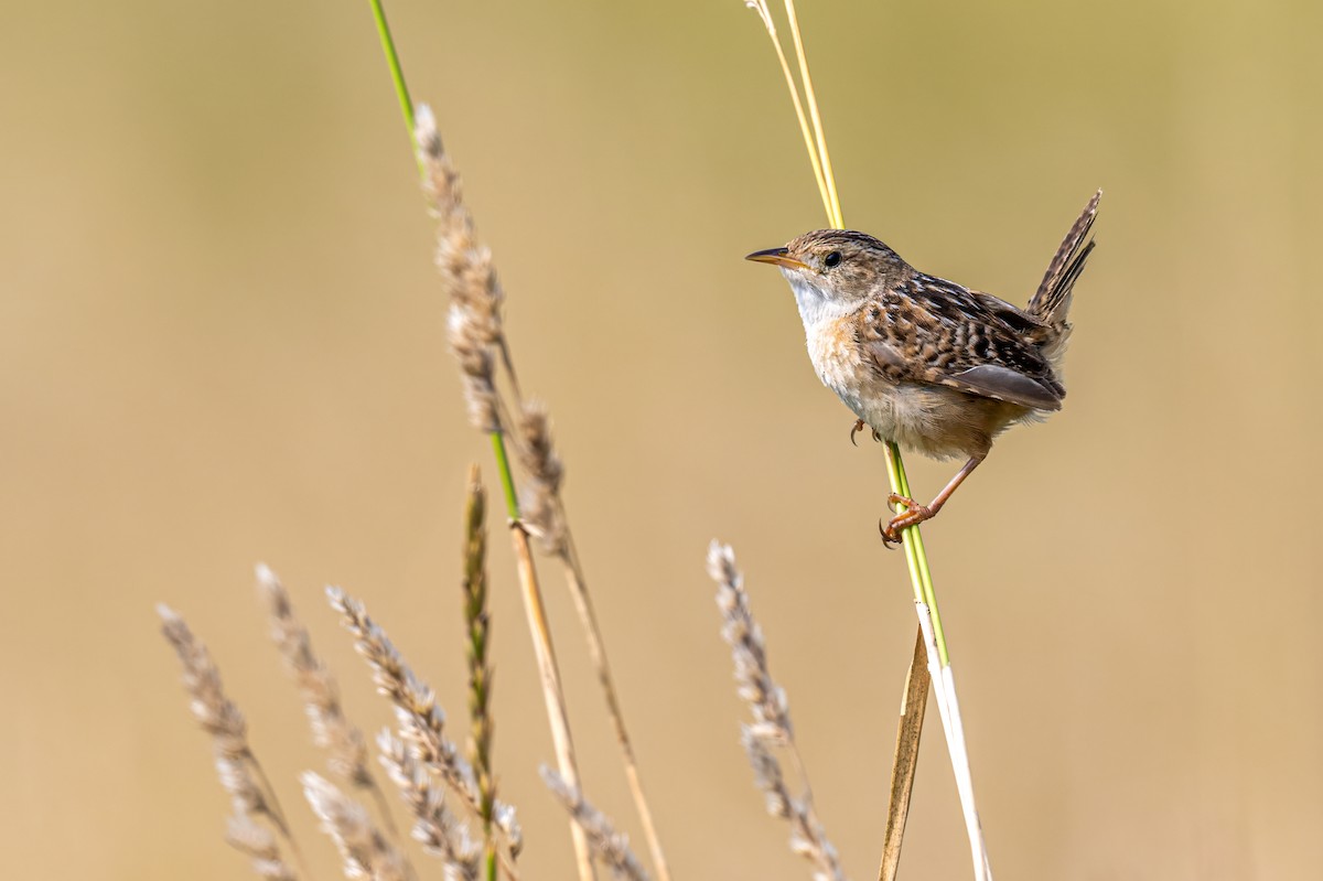 ML621711113 - Sedge Wren - Macaulay Library