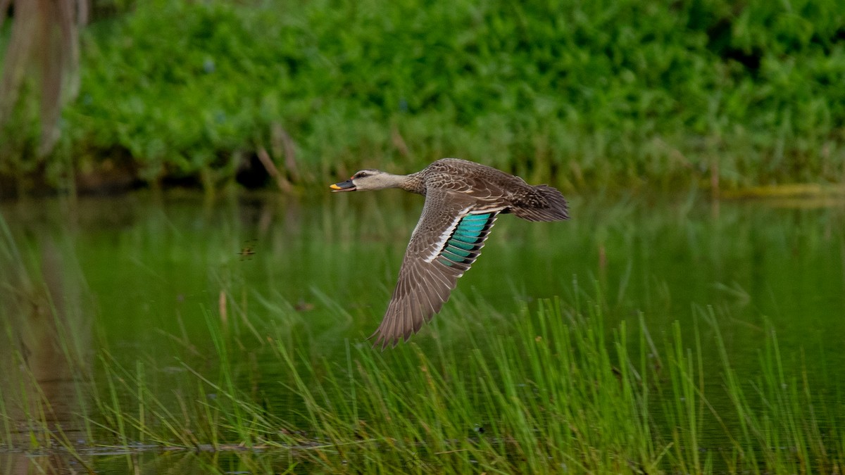 ML621714776 - Indian Spot-billed Duck - Macaulay Library