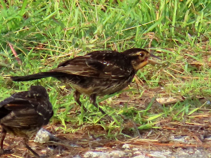 North Carolina Bird Atlas Checklist - 21 Jul 2024 - Pea Island south ...