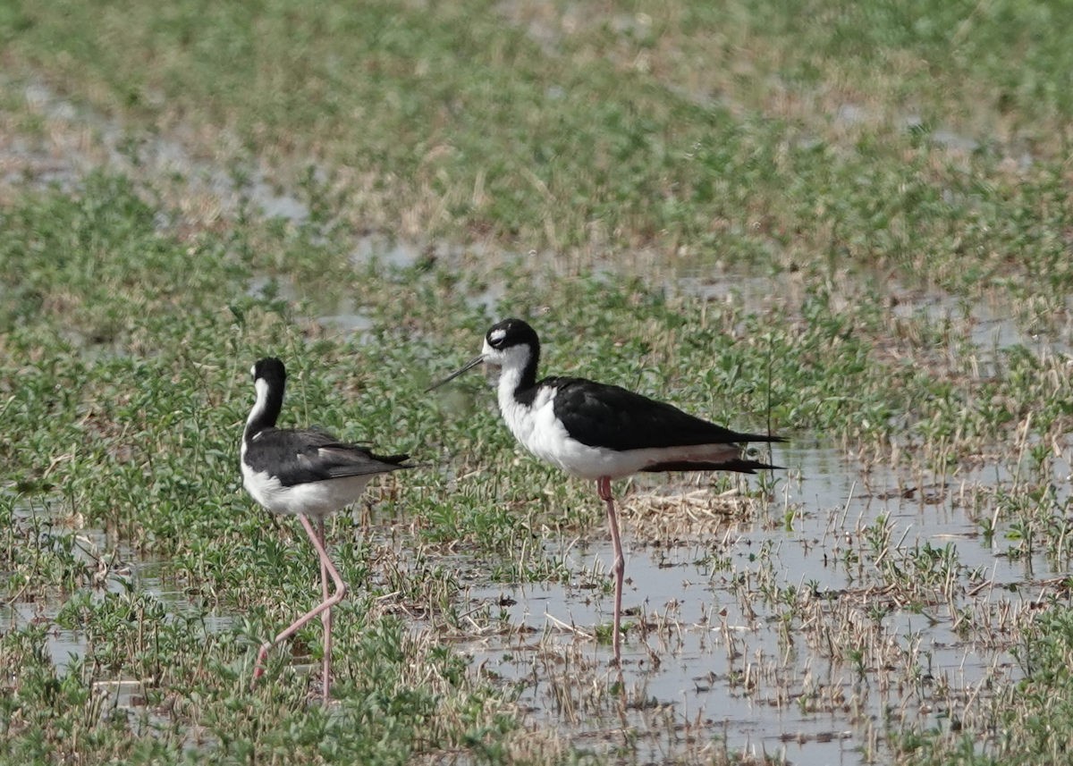 eBird Checklist - 21 Jul 2024 - Paloma Ranch - 11 species