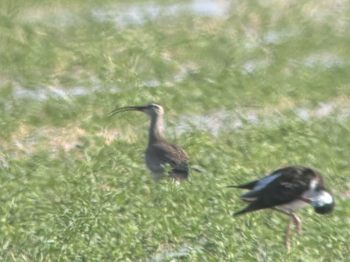 eBird Checklist - 21 Jul 2024 - Paloma Ranch - 37 species
