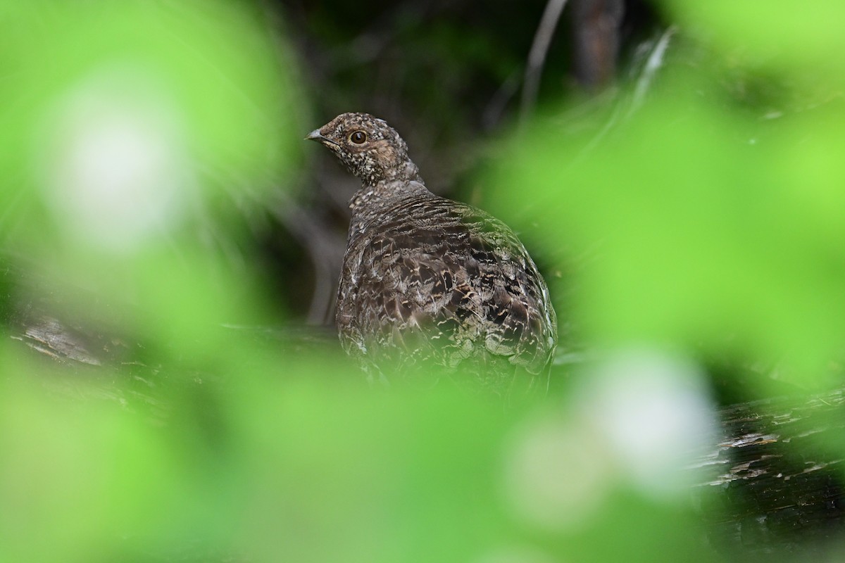 eBird Checklist - 21 Jul 2024 - National Forest Development Road 7224 ...
