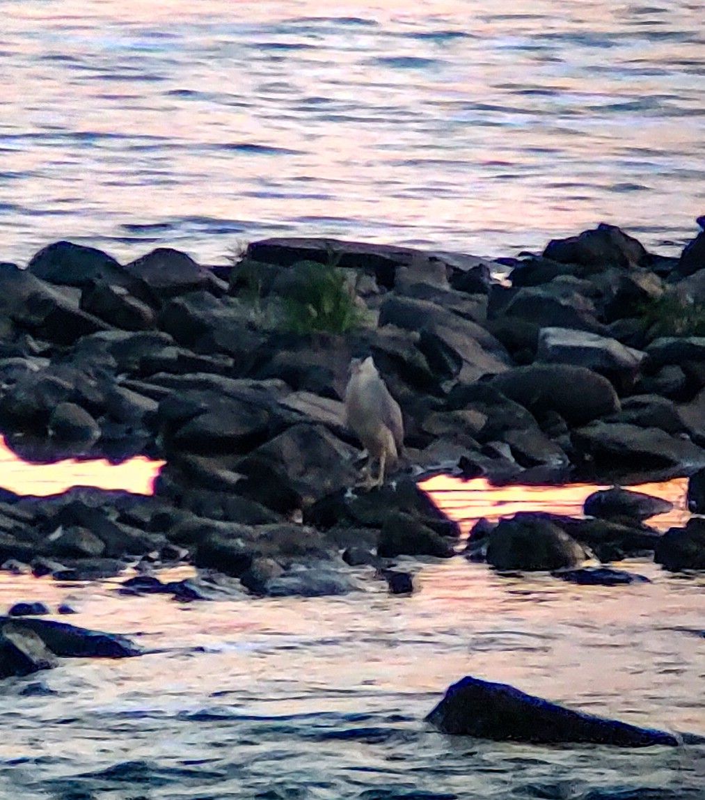 Pennsylvania Bird Atlas Checklist - 21 Jul 2024 - Adam T. Bower ...