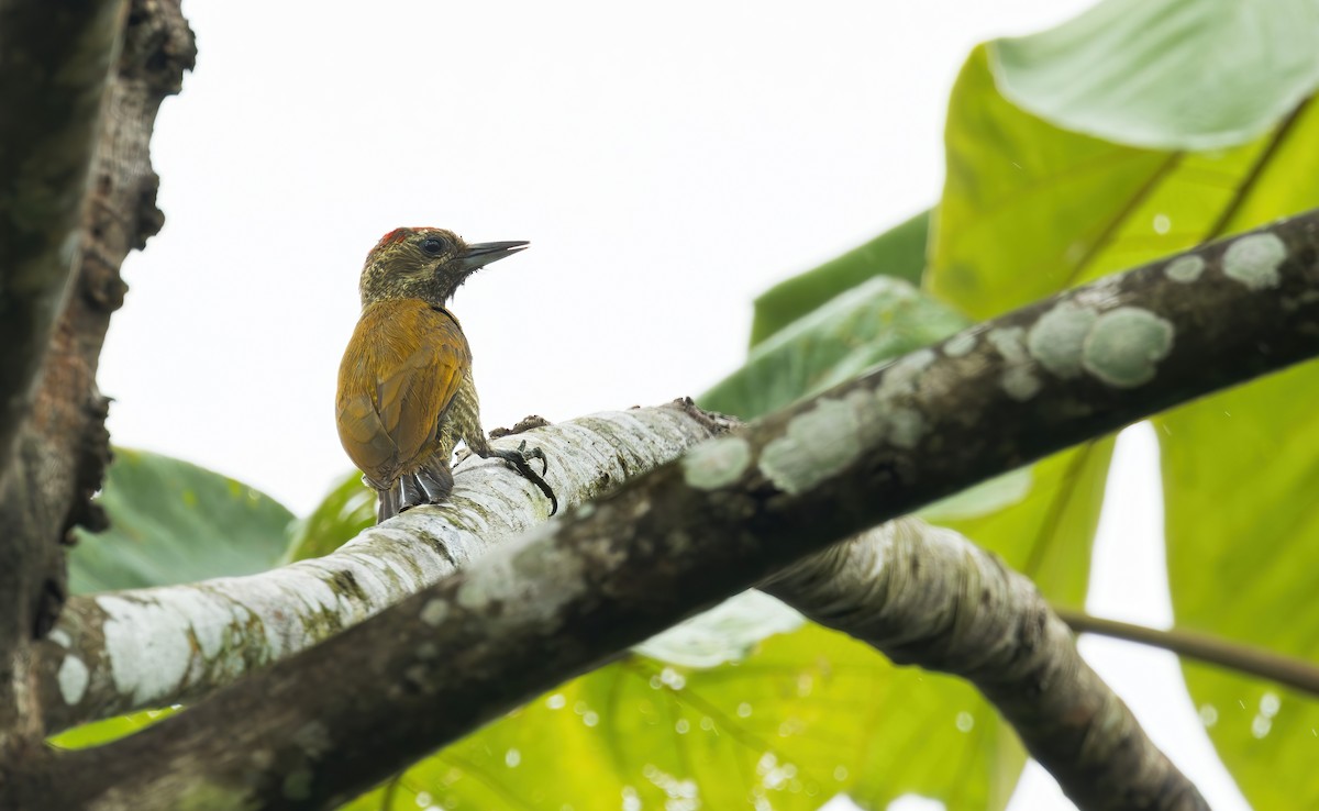 eBird Checklist - 21 Jun 2024 - Via Narupa Loreto, Archidona EC-Napo -0.71983, -77.63501 - 19 ...
