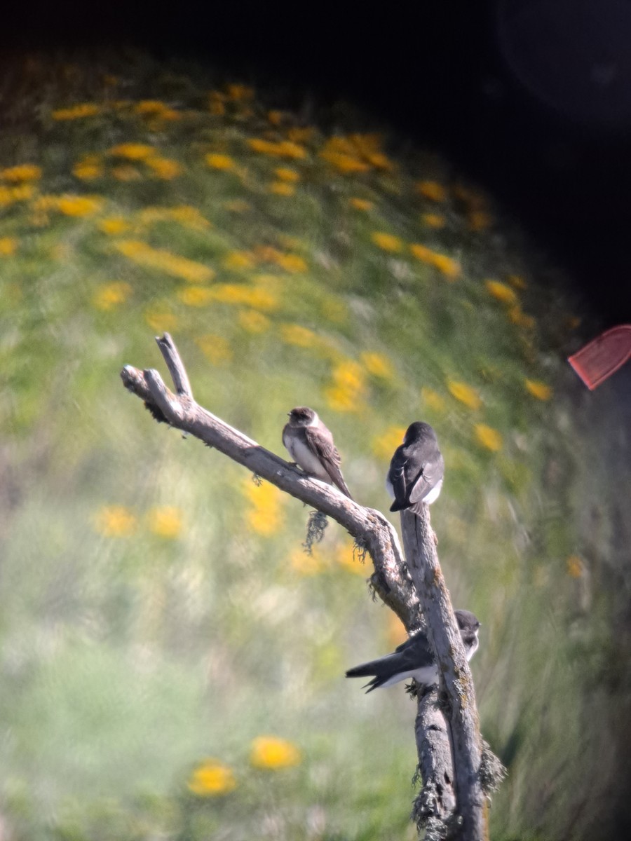 eBird Checklist - 20 Jul 2024 - Billy Frank Jr. Nisqually NWR - 36 species