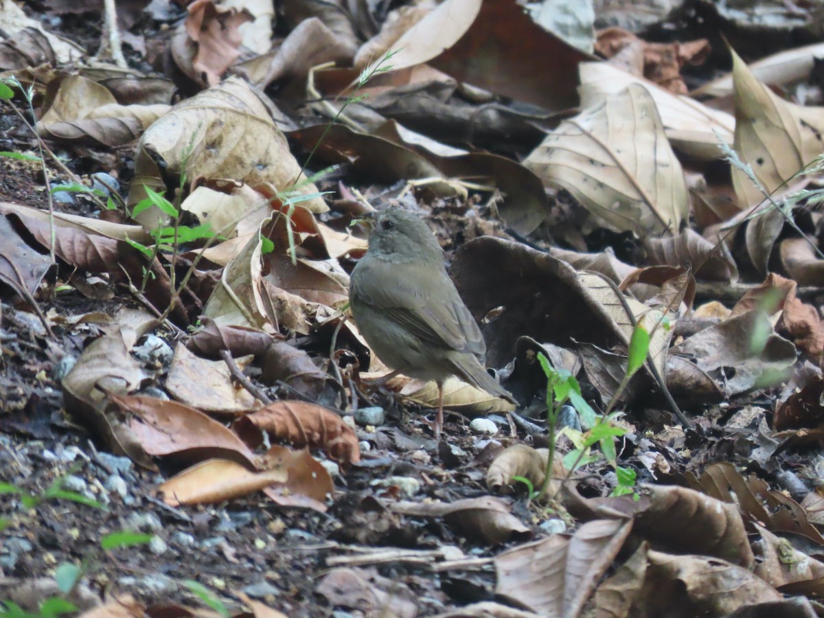 eBird Checklist - 7 Jul 2024 - PN Yanachaga-Chemillen--Estación Huampal ...