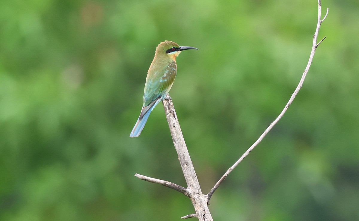 ML621736030 - Blue-tailed Bee-eater - Macaulay Library