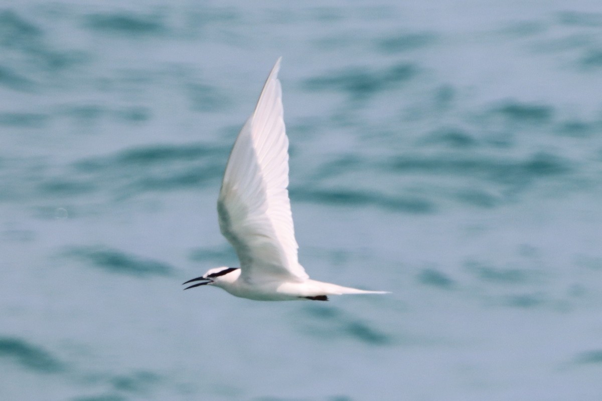 eBird Checklist - 21 Jul 2024 - Punta Pantalan, Bulata, Cauayan - 16 ...